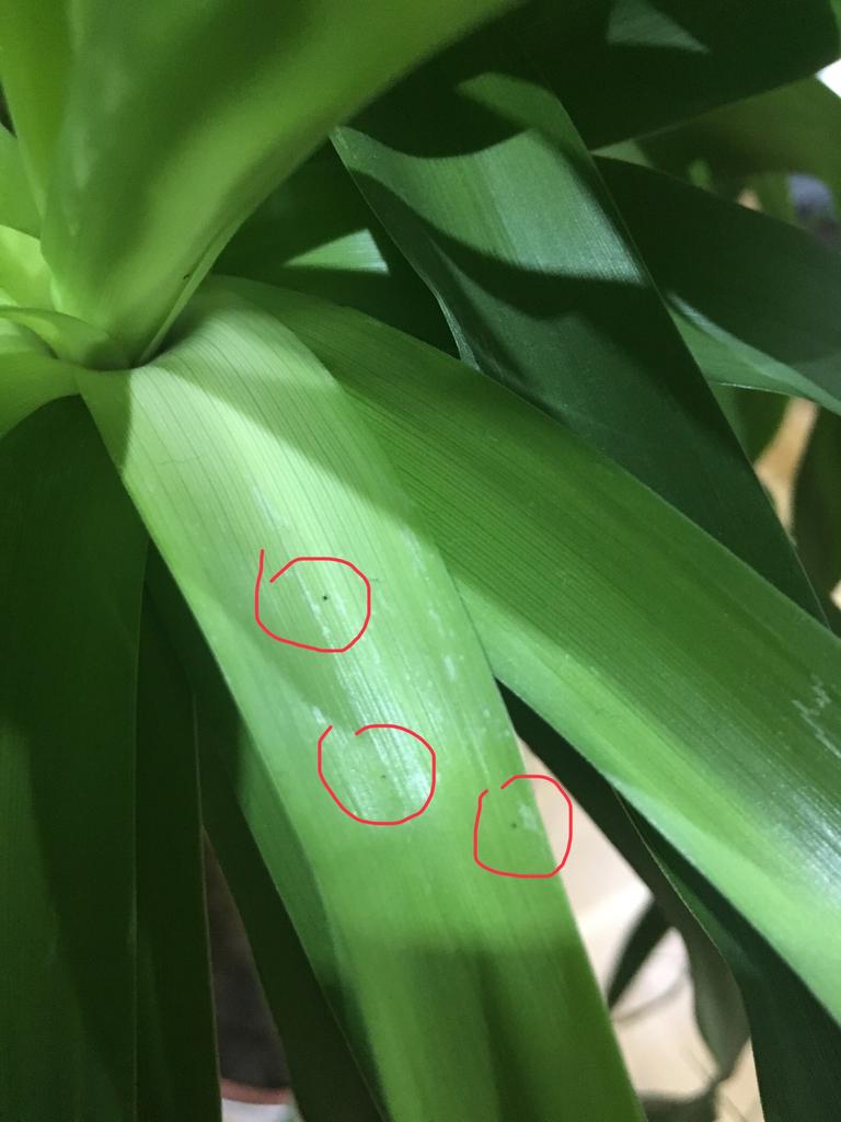 Slonia noha - Choroby | Záhrada.sk