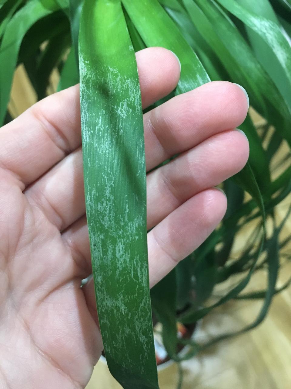 Slonia noha - Choroby | Záhrada.sk