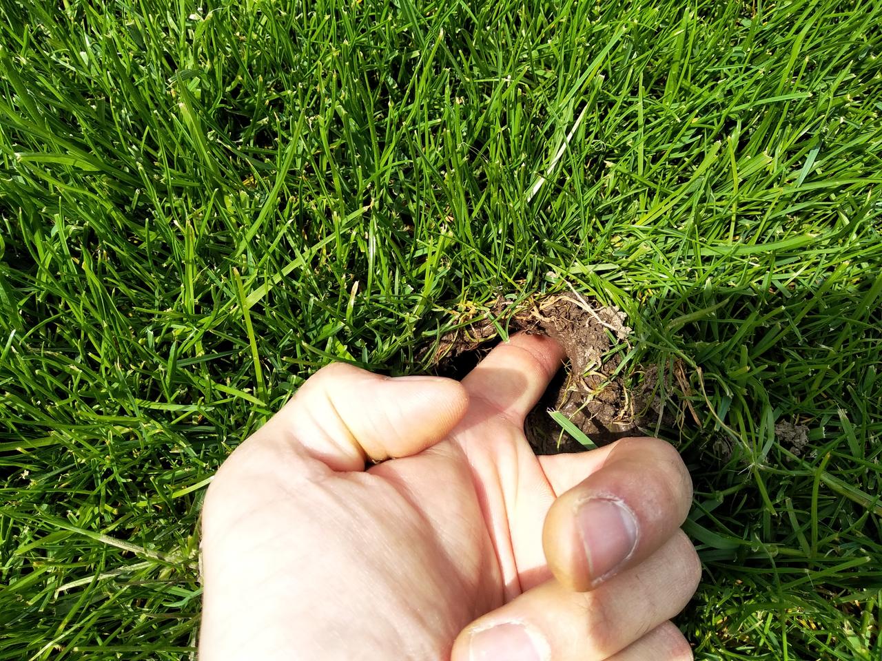 Čo spôsobuje diery v trávniku? - Záhrada | Modrastrecha.sk