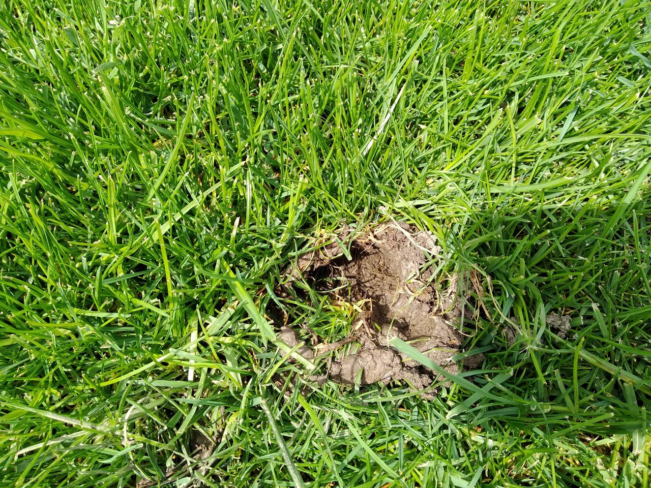 Čo spôsobuje diery v trávniku? - Záhrada | Modrastrecha.sk