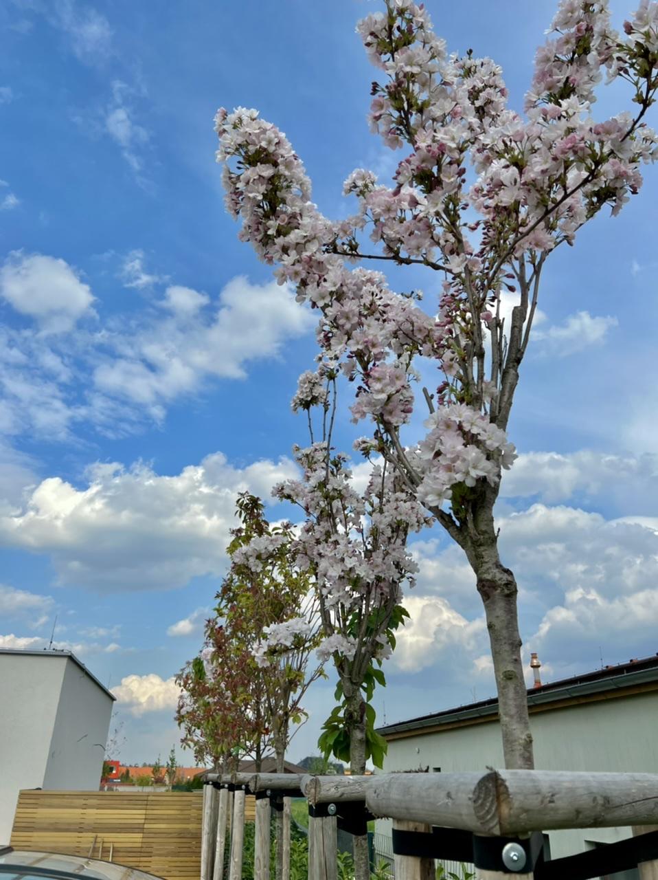 Naše L-ko 2022 - Sakury v stromoradí - Album uživatelky neyaa_cr - Foto 323 - Modrastrecha.cz