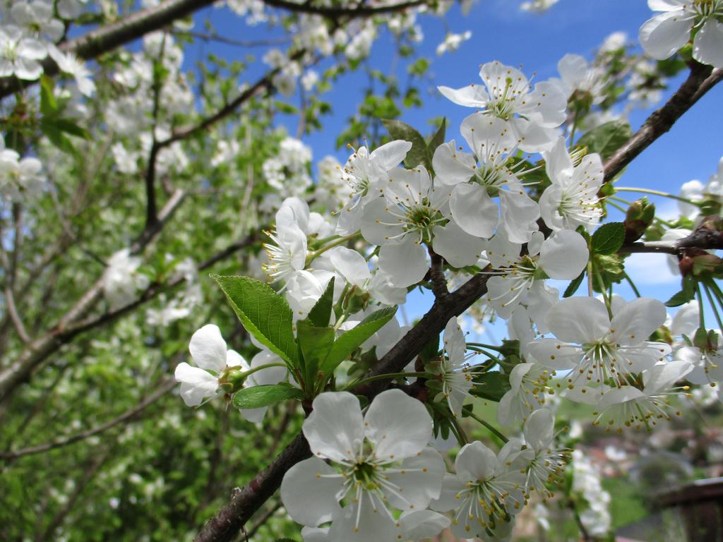 Roldor skriňa vo vidieckom štýle - Spálňa | Modrastrecha.sk