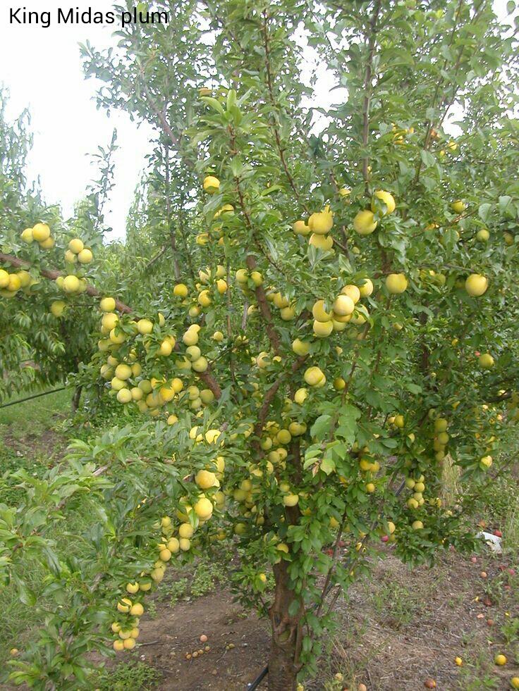 King Midas plum - Ovocie | Záhrada.sk