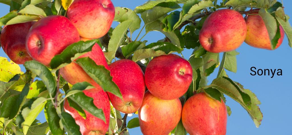 Sonya apple - Ovocie | Záhrada.sk