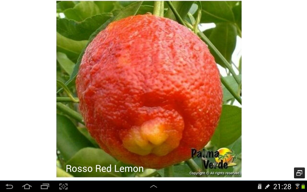 Červený citrón. - Ovocie | Záhrada.sk