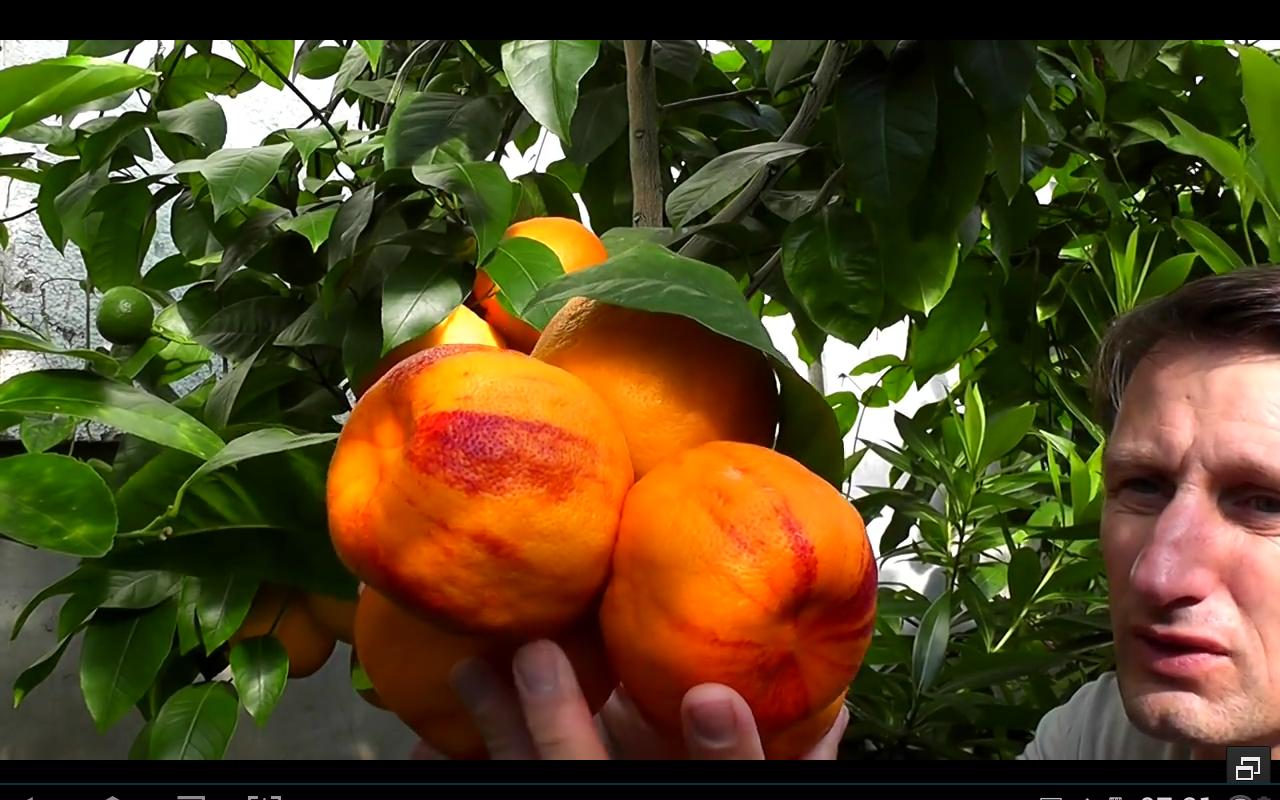 Citrus Arcobal. - Ovocie | Záhrada.sk