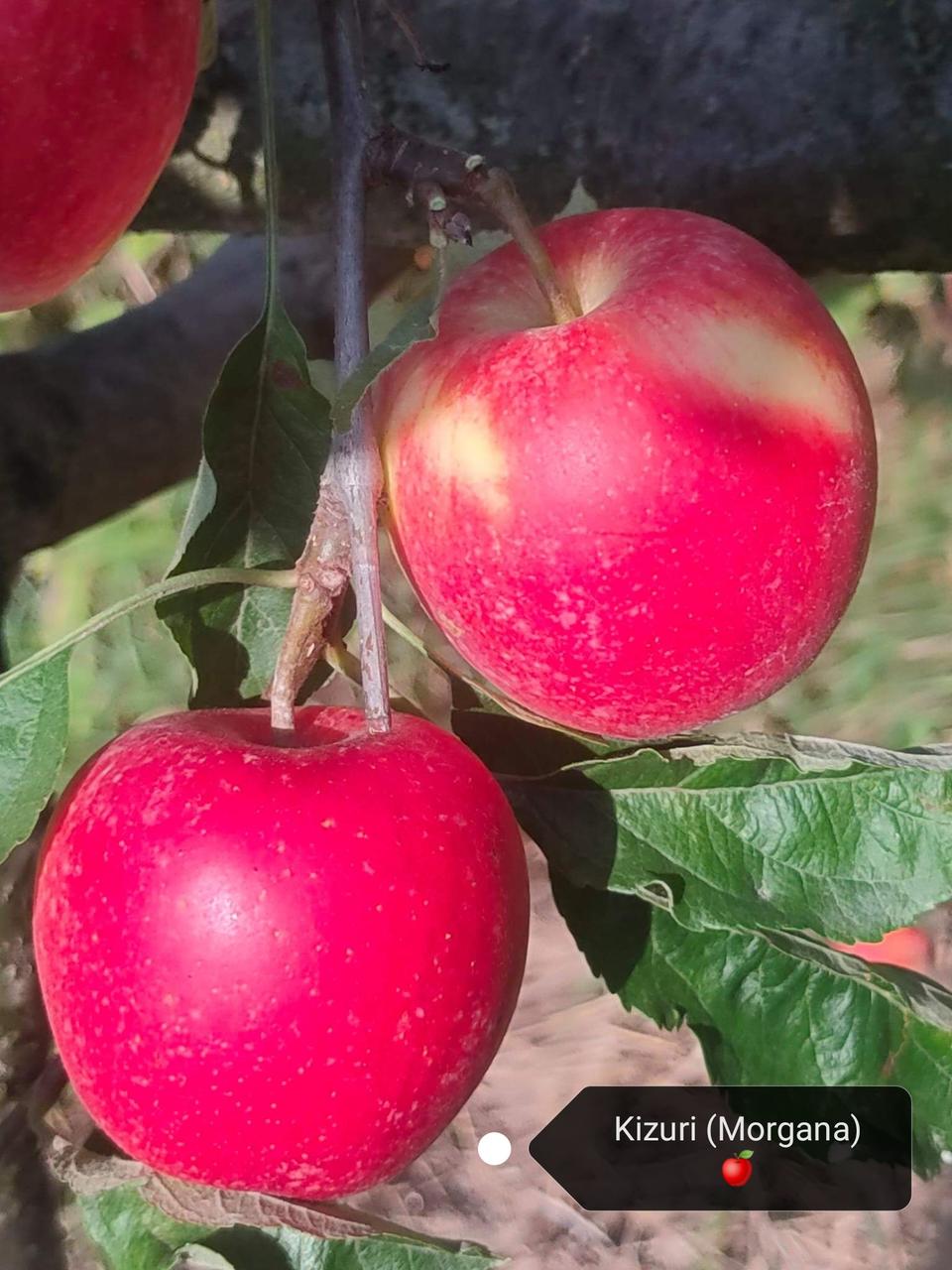 Kizuri (Morgana) - Ovocie | Záhrada.sk