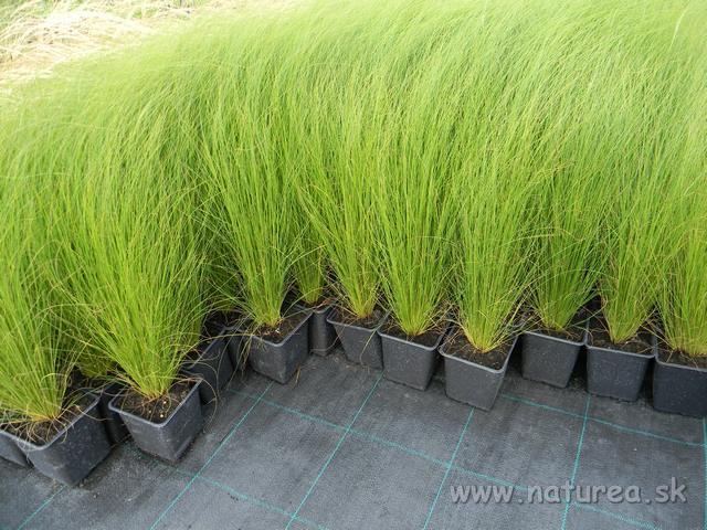 Okrasné trávy #0 | Modrastrecha.sk