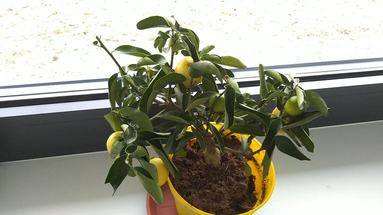 Citronovník - skrútené listy - Izbové rastliny | Záhrada.sk