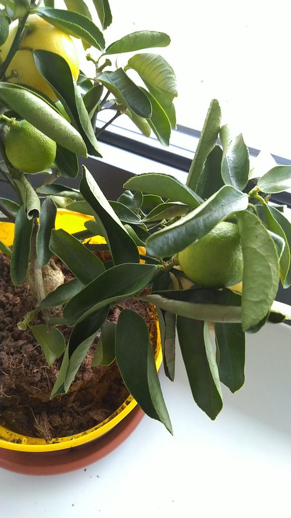 Citronovník - skrútené listy - Izbové rastliny | Záhrada.sk