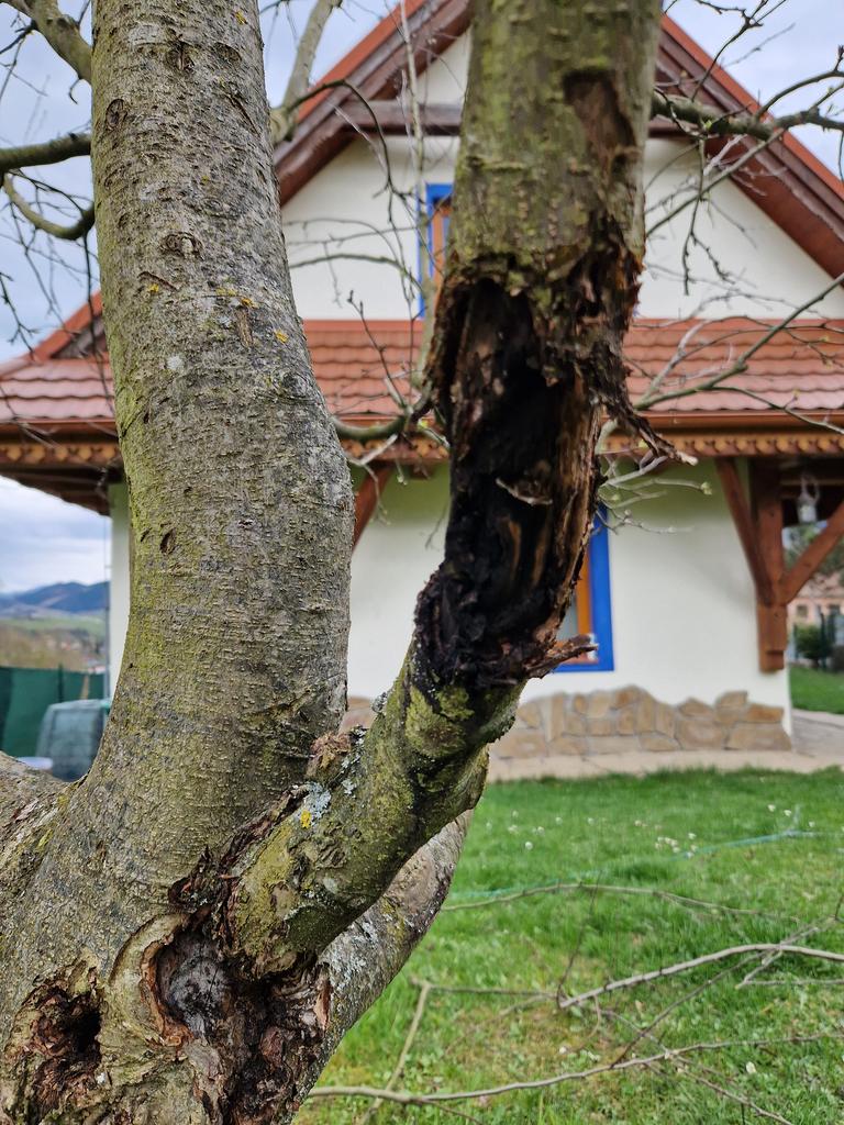 Choroba na jabloni - Ovocie | Záhrada.sk