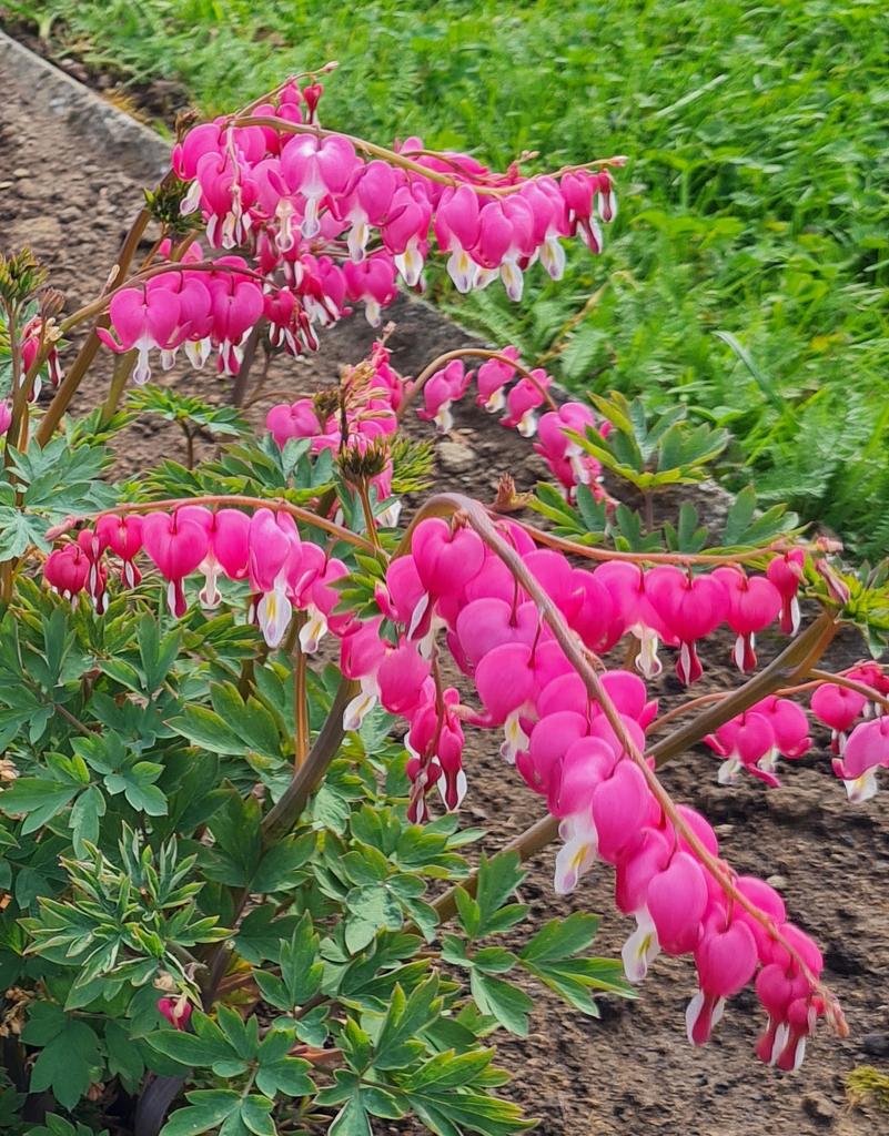 Modrá strecha - komunita okolo bývania, rekonštrukcie, stavania a realít