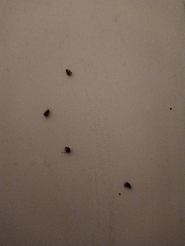 Čierne chrobáky v byte - Panelákový byt | Modrastrecha.sk