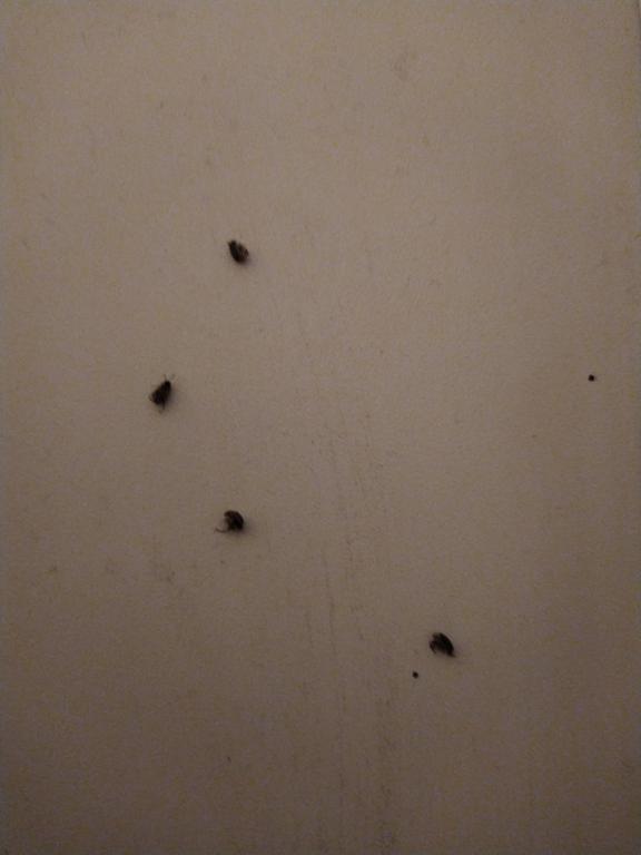 Čierne chrobáky v byte - Panelákový byt | Modrastrecha.sk