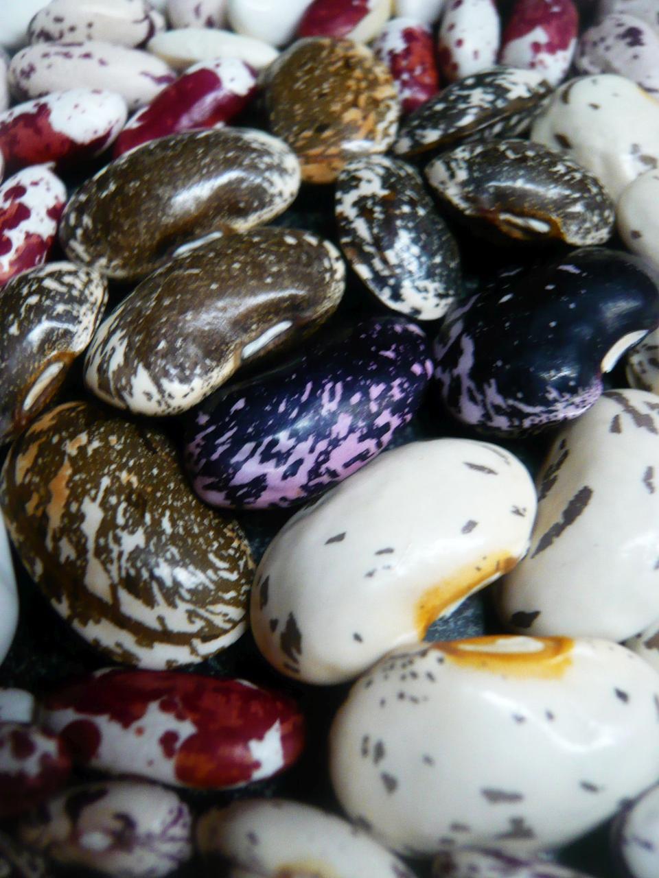 Fazuľa a jej uskladnenie a spracovanie - Zelenina | Záhrada.sk