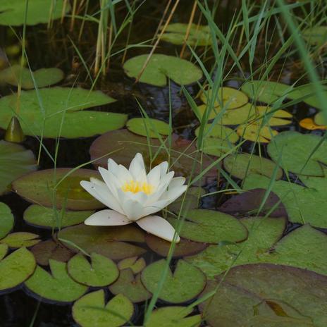 Modrá strecha | Ľudia, ktorých zaujíma bývanie, stavba, rekonštrukcia ...