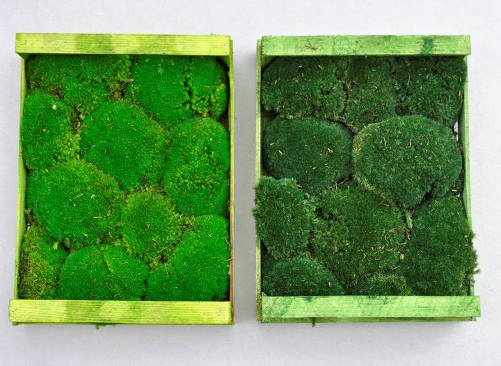 Vytvorte si svoj machový obraz - NOVÉ stabilizovaný mach kopčeky v ...