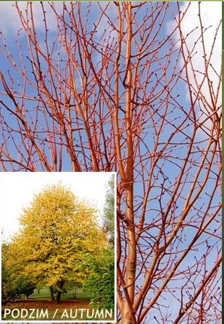 Tilia cordata Winter orange - Lipa malolistá Winter orange - Záhrada ...